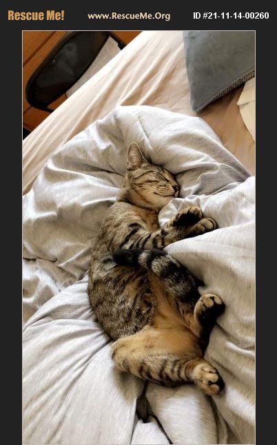 ADOPT 21111400260 ~ Domestic Cat Rescue ~ Paramus, NJ