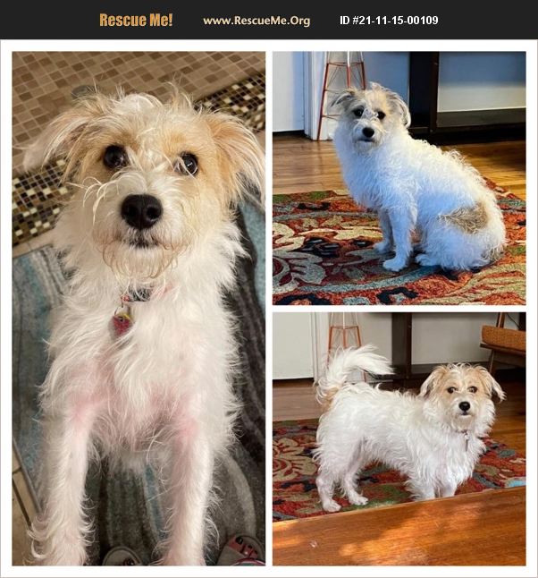 ADOPT 21111500109 ~ Jack Russell Rescue ~ Oklahoma