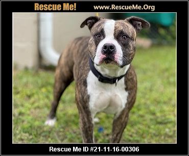 - Florida Boxer Rescue - ADOPTIONS - Rescue Me!
