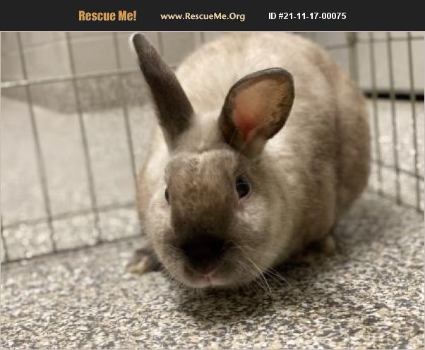 ADOPT 21111700075 ~ Rabbit Rescue ~ Dayton, OH