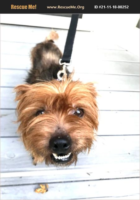 ADOPT 21111800252 ~ Silky Terrier Rescue ~ Cary, NC