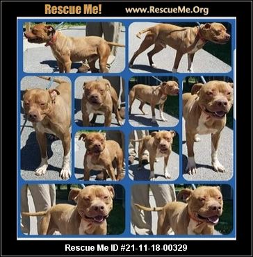 - Indiana Staffordshire Bull Terrier Rescue - ADOPTIONS - Rescue Me!