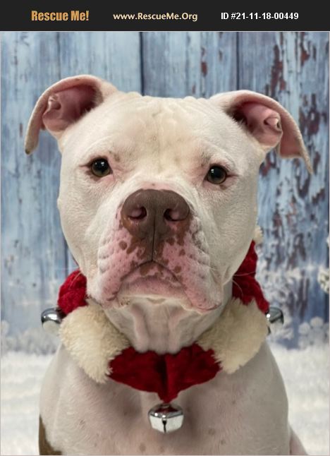 ADOPT 21111800449 ~ American Bulldog Rescue ~ FLINT, MI