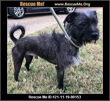 - Texas Schnauzer Rescue - ADOPTIONS - Rescue Me!