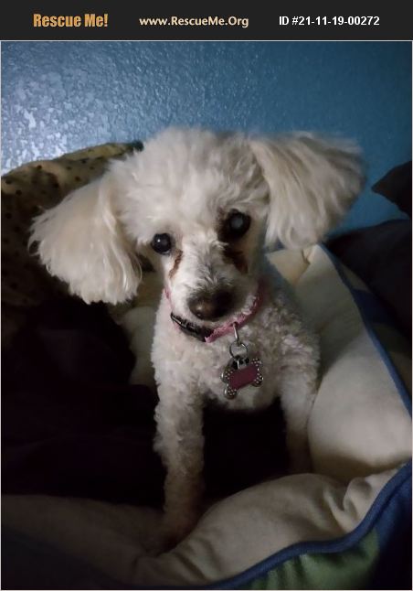 ADOPT 21111900272 ~ Poodle Rescue ~ phoenix, AZ