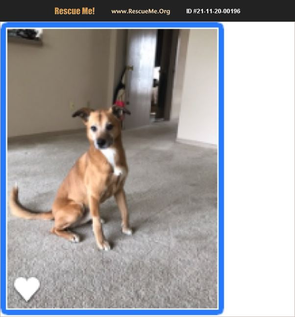 ADOPT 21112000196 ~ German Shepherd Rescue ~ Candler, NC