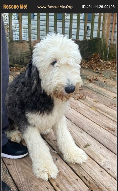 ADOPT 21112000198 ~ Old English Sheepdog Rescue ~ Alliance, OH