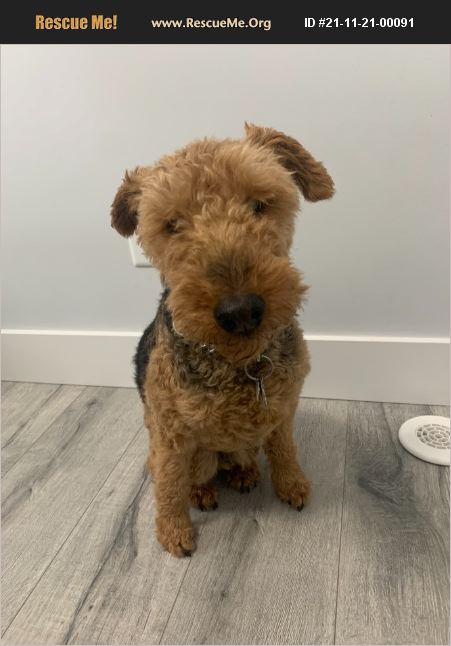 ADOPT 21112100091 ~ Welsh Terrier Rescue ~ Kelowna, British Columbia ...