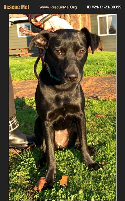 ADOPT 21112100359 ~ Lab Rescue ~ Eugene, OR