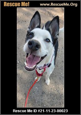 - California Jack Russell Rescue - ADOPTIONS - Rescue Me!