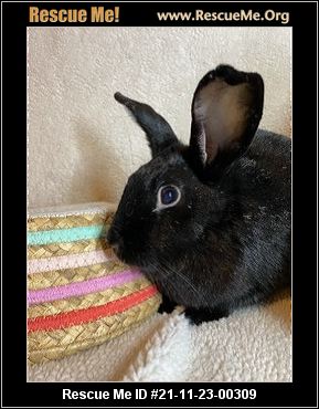 - Florida Rabbit Rescue - ADOPTIONS - Rescue Me!