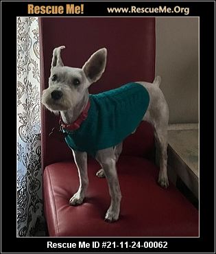 - Texas Schnauzer Rescue - ADOPTIONS - Rescue Me!