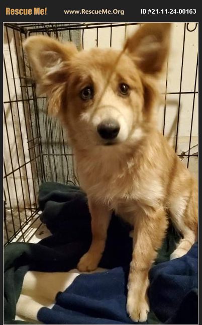 ADOPT 21112400163 ~ Pomeranian Rescue ~ Hopkins, MI