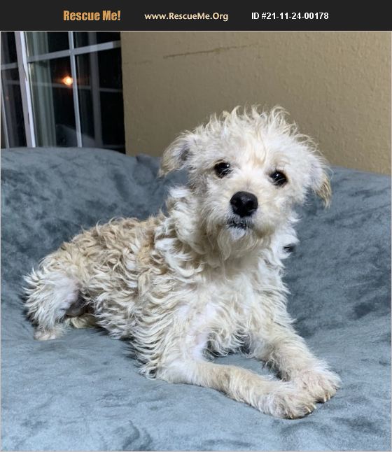 ADOPT 21112400178 ~ Poodle Rescue ~ San Diego, CA