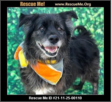 - California Corgi Rescue - ADOPTIONS - Rescue Me!