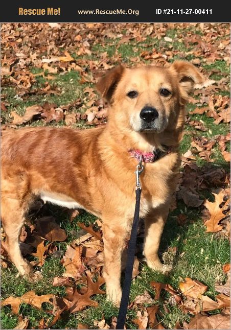 ADOPT 21112700411 ~ Golden Retriever Rescue ~ New Oxford, PA