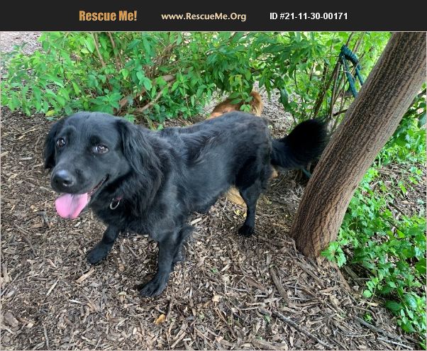 ADOPT 21113000171 ~ Collie Rescue ~ Eugene, OR