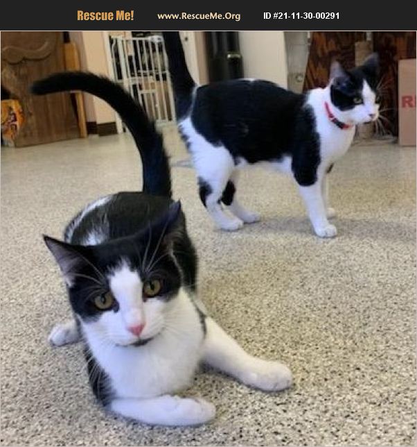 ADOPT 21113000291 ~ Domestic Cat Rescue ~ Siler City, NC