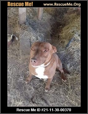 - Massachusetts Mutt Rescue - ADOPTIONS - Rescue Me!