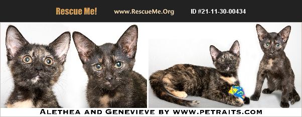 ADOPT 21113000434 ~ Domestic Cat Rescue ~ Chicago, IL