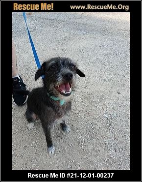 - Texas Schnauzer Rescue - ADOPTIONS - Rescue Me!