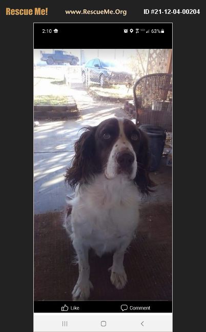ADOPT 21120400204 ~ English Springer Spaniel Rescue ~ Mount Pleasant, UT