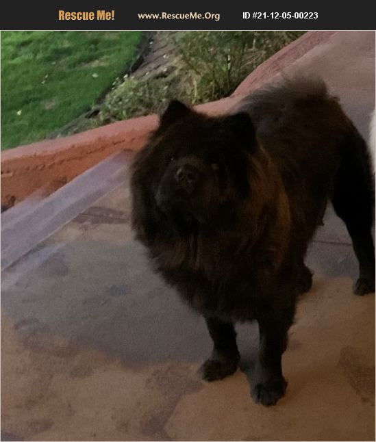 ADOPT 21120500223 ~ Chow Chow Rescue ~ Seattle, WA