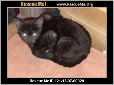 - Michigan Cat Rescue - ADOPTIONS - Rescue Me!