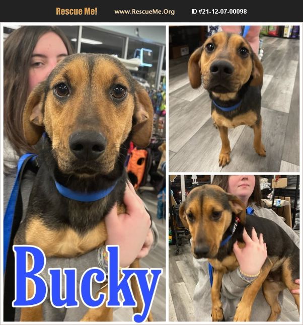 ADOPT 21120700098 ~ Beagle Rescue ~ Hatfield, PA