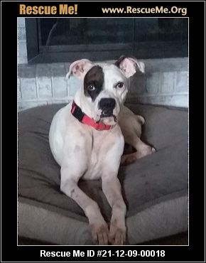 - Florida Boxer Rescue - ADOPTIONS - Rescue Me!