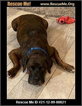 - Florida Boxer Rescue - ADOPTIONS - Rescue Me!