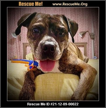 - Florida Boxer Rescue - ADOPTIONS - Rescue Me!