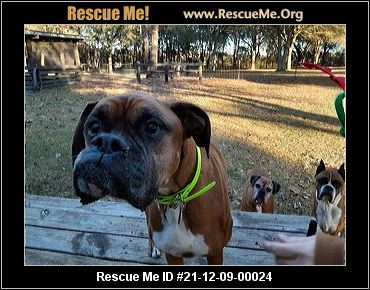 - Florida Boxer Rescue - ADOPTIONS - Rescue Me!