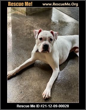 - Florida Boxer Rescue - ADOPTIONS - Rescue Me!