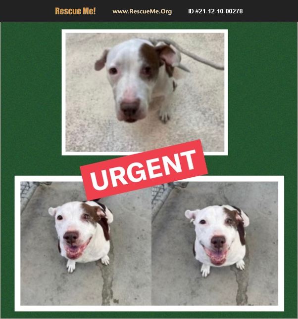 ADOPT 21121000278 ~ Pit Bull Rescue ~ California