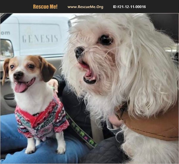 ADOPT 21121100016 ~ Maltese Rescue ~ Cary, NC