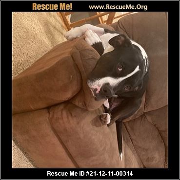 - Colorado Great Dane Rescue - ADOPTIONS - Rescue Me!