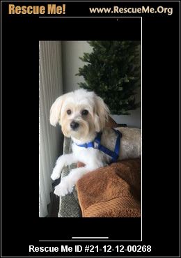 - California Bichon Frise Rescue - ADOPTIONS - Rescue Me!