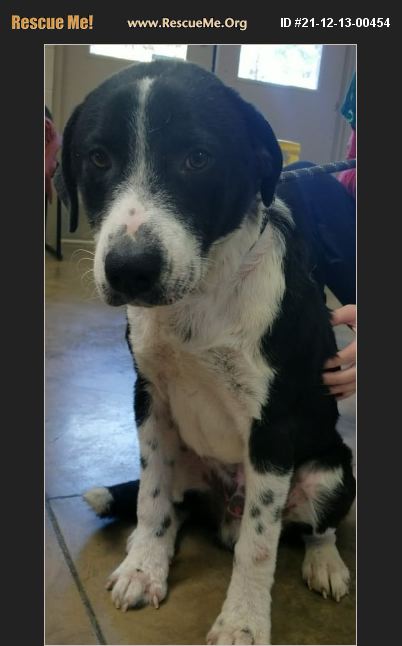 ADOPT 21121300454 ~ Border Collie Rescue ~ , FL