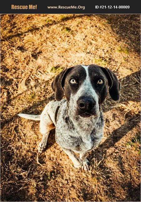 ADOPT 21121400009 ~ German Shorthaired Pointer Rescue ~ Seattle, WA