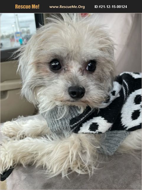 ADOPT 21121500124 ~ Maltese Rescue ~ San Diego, CA