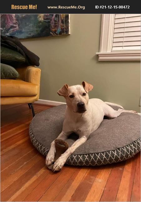 ADOPT 21121500472 ~ Australian Cattle Dog Rescue ~ Eugene, OR