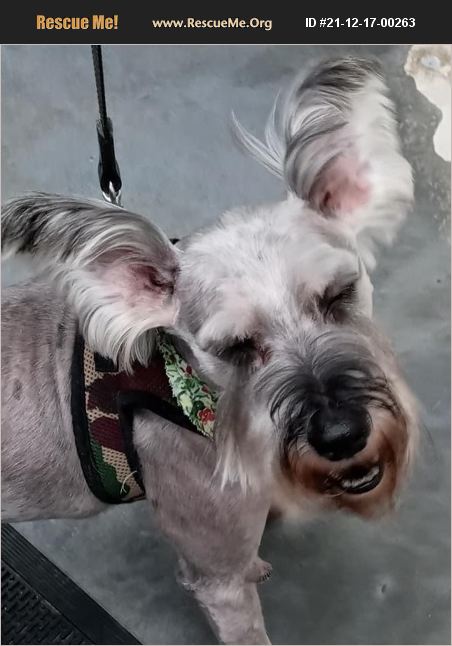 ADOPT 21121700263 ~ Schnauzer Rescue ~ Dallas, TX