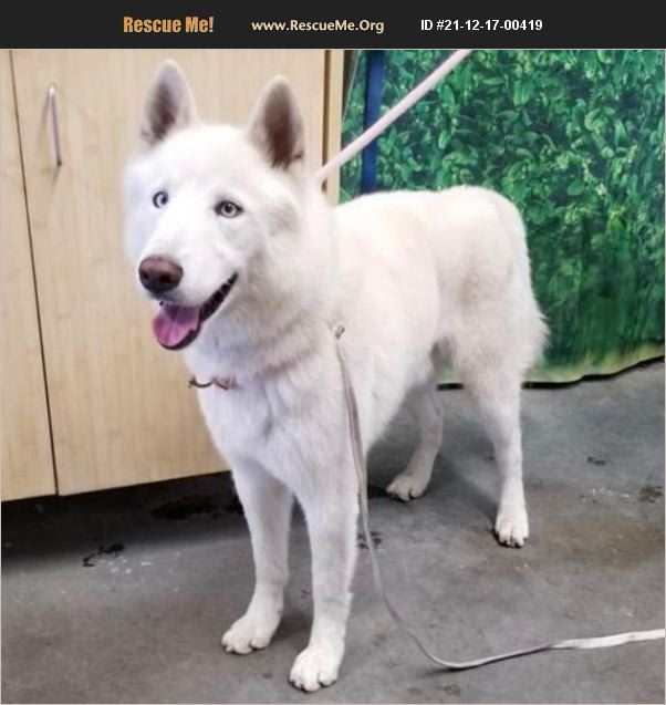 ADOPT 21121700419 ~ Siberian Husky Rescue ~ Oxnard, CA