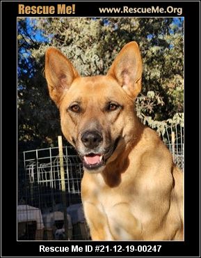 - Colorado German Shepherd Rescue - ADOPTIONS - Rescue Me!