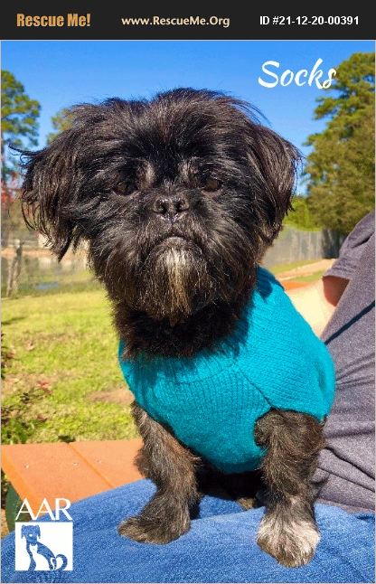 ADOPT 21122000391 ~ Affenpinscher Rescue ~ Magnolia, TX