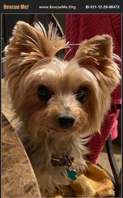 ADOPT 21122000472 ~ Yorkie Rescue ~ PHOENIX, AZ