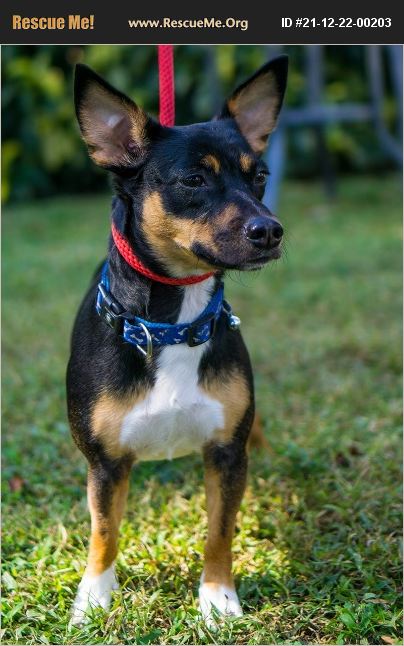 ADOPT 21122200203 ~ Dachshund Rescue ~ Boca Raton, FL