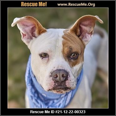 - Texas Bulldog Rescue - ADOPTIONS - Rescue Me!