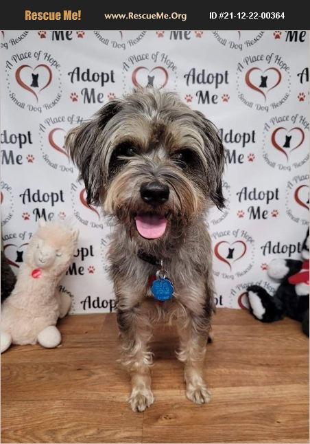 ADOPT 21122200364 ~ Schnauzer Rescue ~ Pensacola, FL